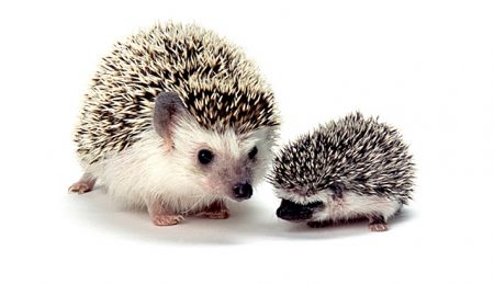 Guide pour les propriétaires de hérissons - Clinique Vétérinaire Valmont