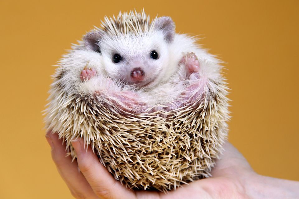 Guide pour les propriétaires de hérissons - Clinique Vétérinaire Valmont