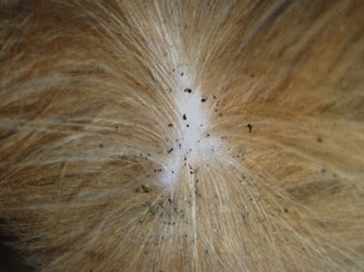 L'infestation de puces - Clinique Vétérinaire Valmont