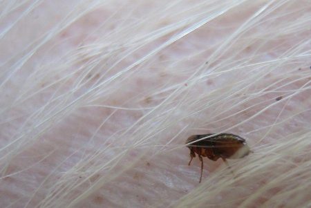 L'infestation de puces - Clinique Vétérinaire Valmont