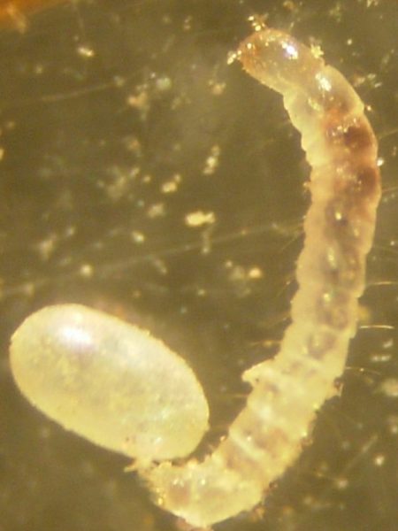 L'infestation de puces - Clinique Vétérinaire Valmont