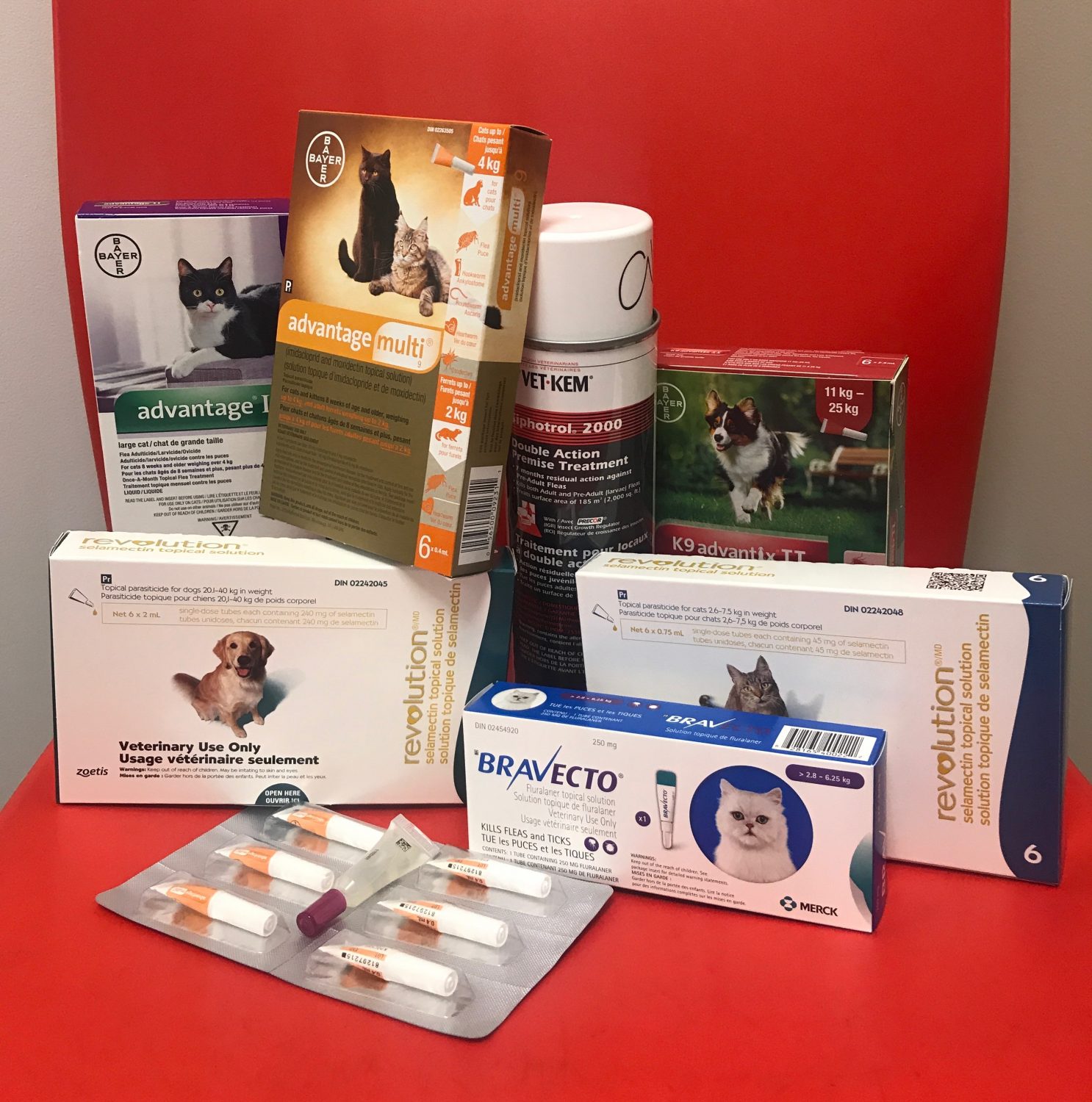 L'infestation de puces - Clinique Vétérinaire Valmont